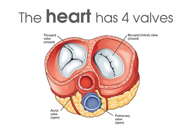 Different Valves In Heart Their Function Dr Hamdulay Different Valves In Heart Their Function Dr Hamdulay